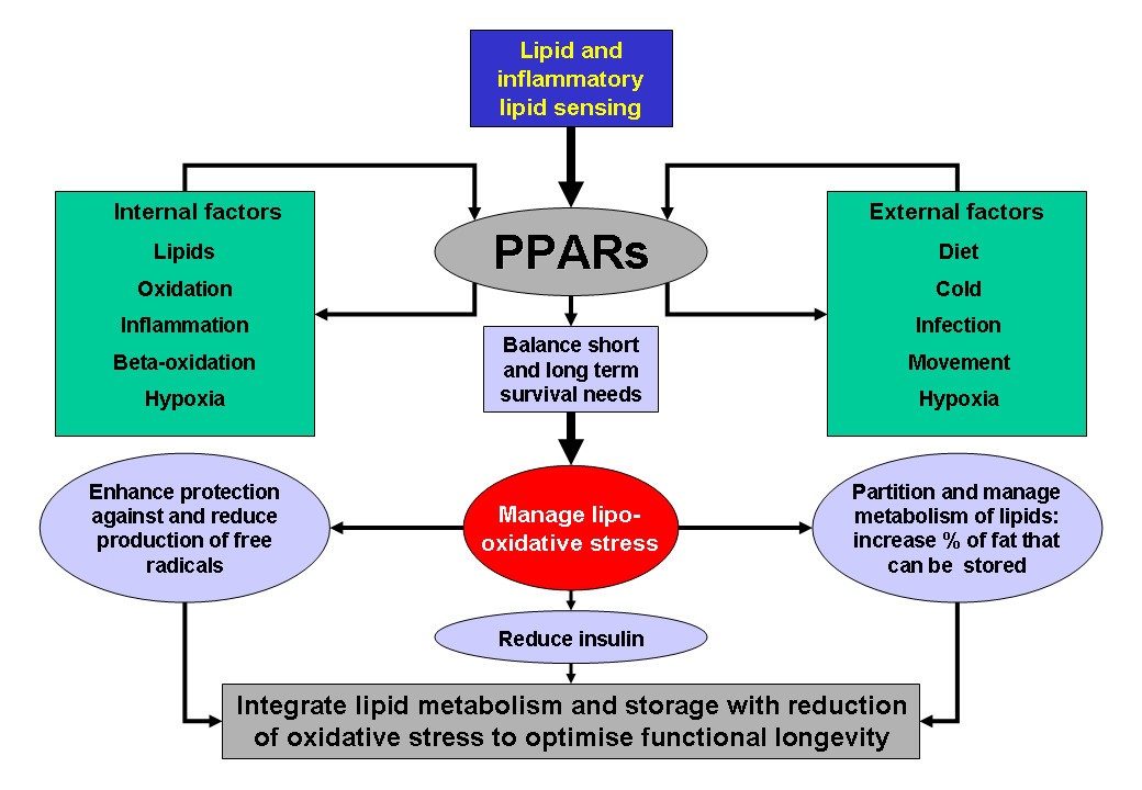 The integration of lipid-sensing and anti-inflammatory effects: how the ...
