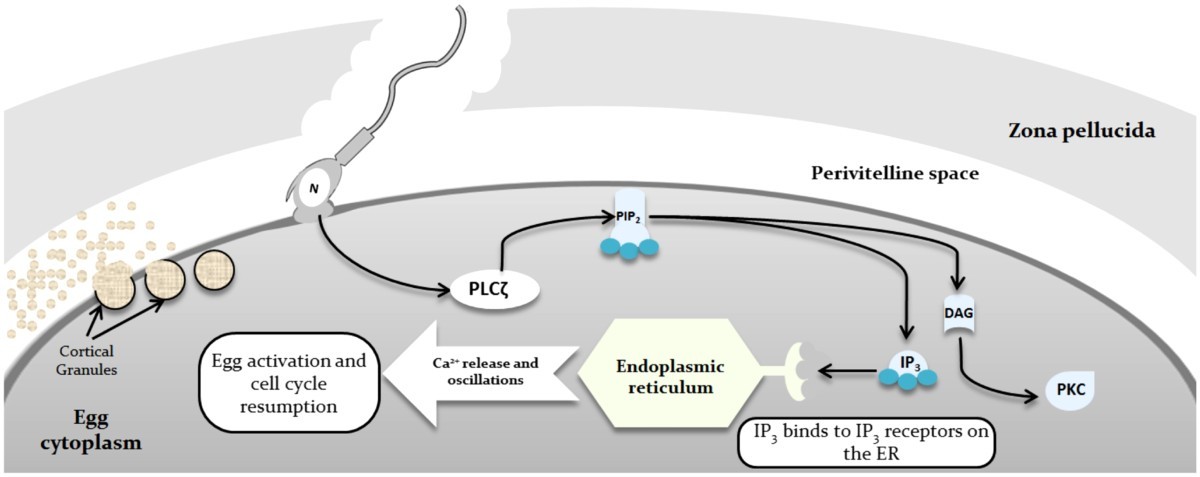 Oocyte activation and phospholipase C zeta (PLCζ): diagnostic and ...