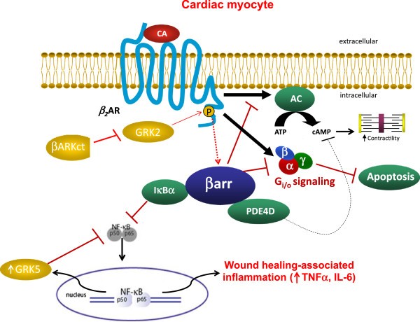 GRK2 blockade with βARKct is essential for cardiac β2-adrenergic ...