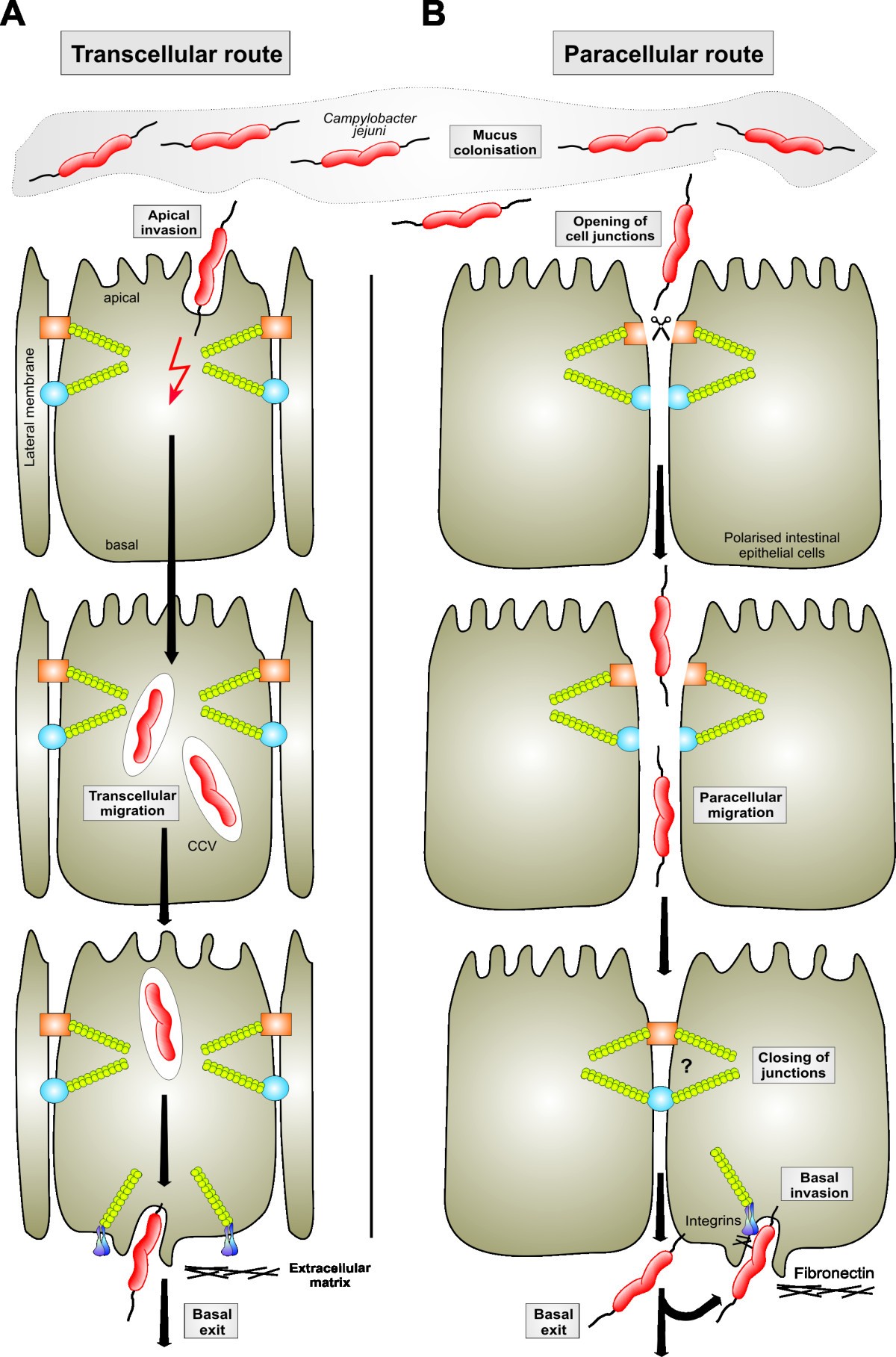 Transmigration route of Campylobacter jejuni across polarized ...