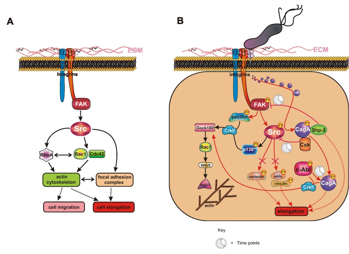 integrin-千图网 integrin-千图网