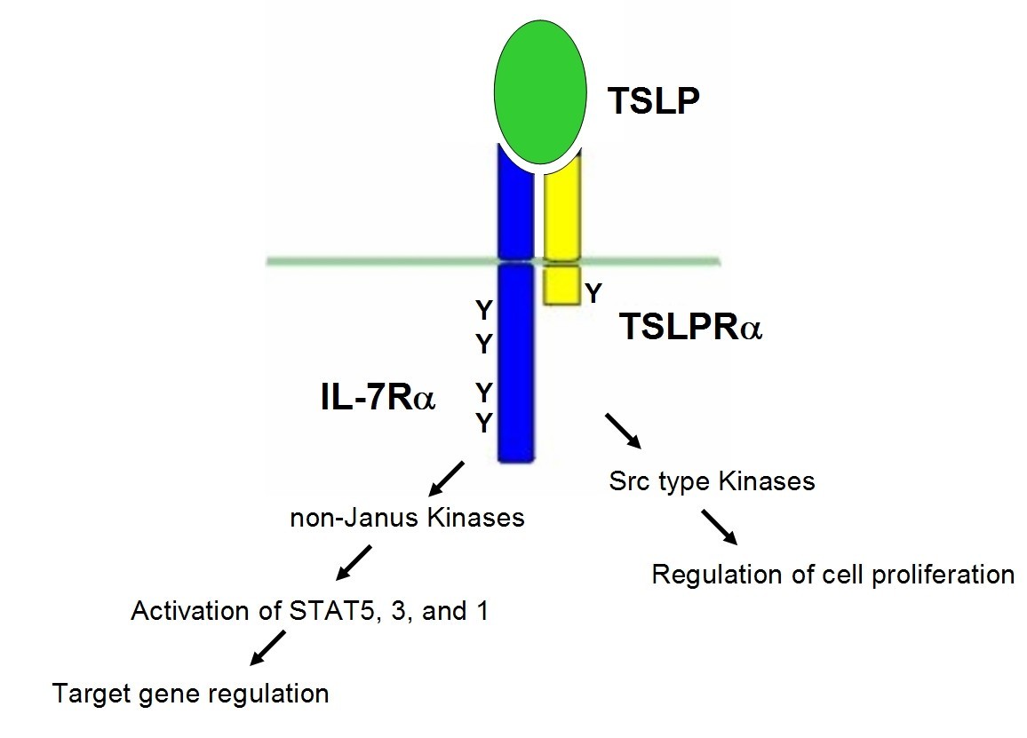 Signal transduction around thymic stromal lymphopoietin (TSLP) in atopic asthma | Cell ...