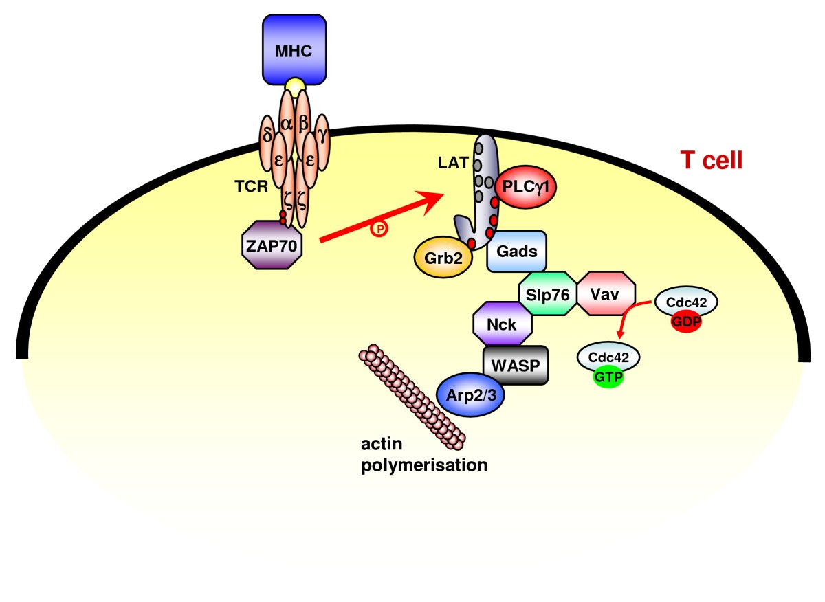 Nck adapter proteins: functional versatility in T cells | Cell ...
