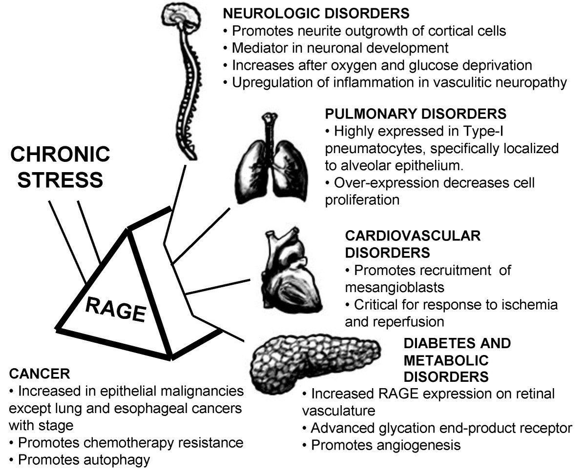 RAGE (Receptor for Advanced Glycation Endproducts), RAGE Ligands, and ...