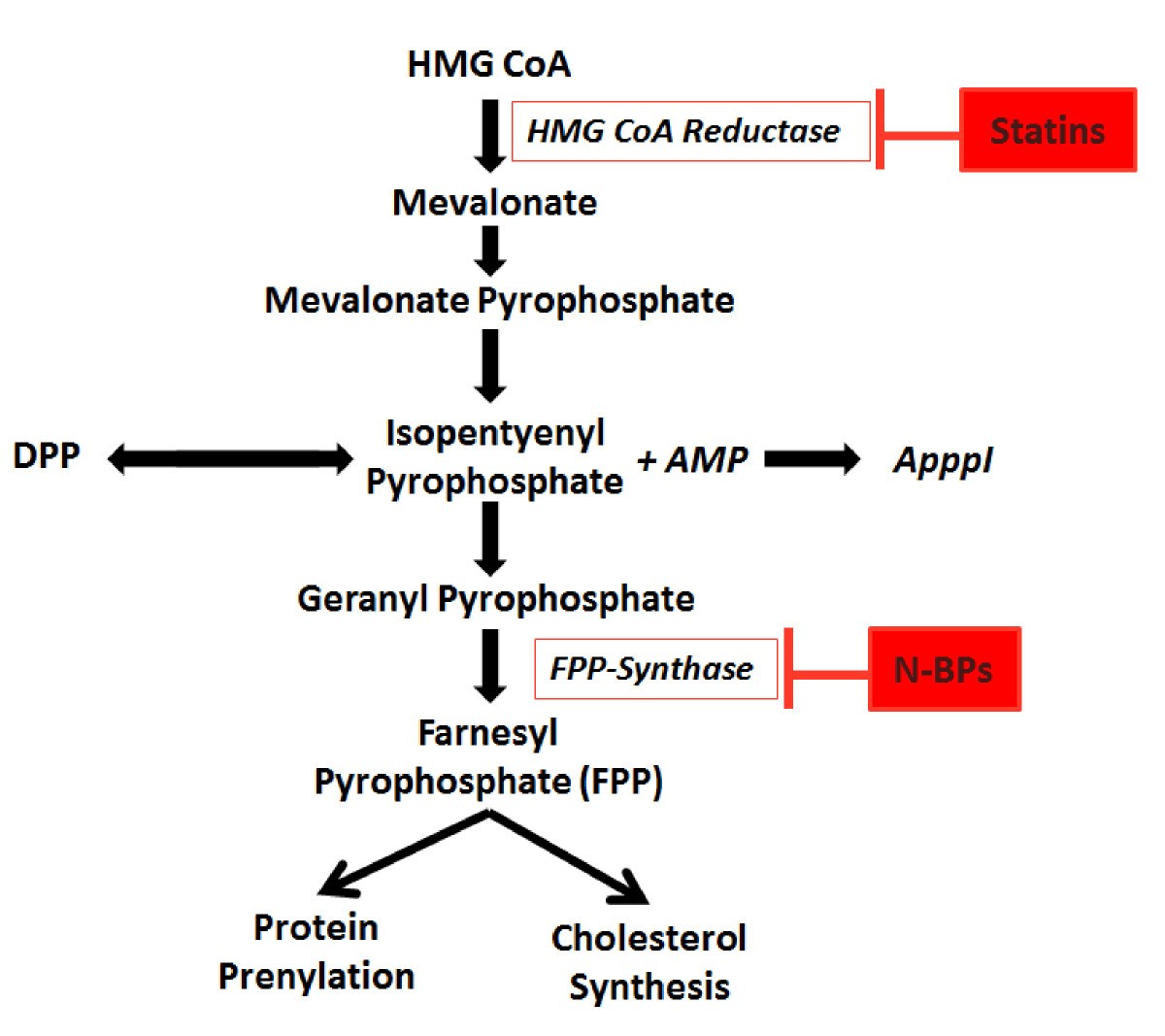 Tumour macrophages as potential targets of bisphosphonates | Journal of ...