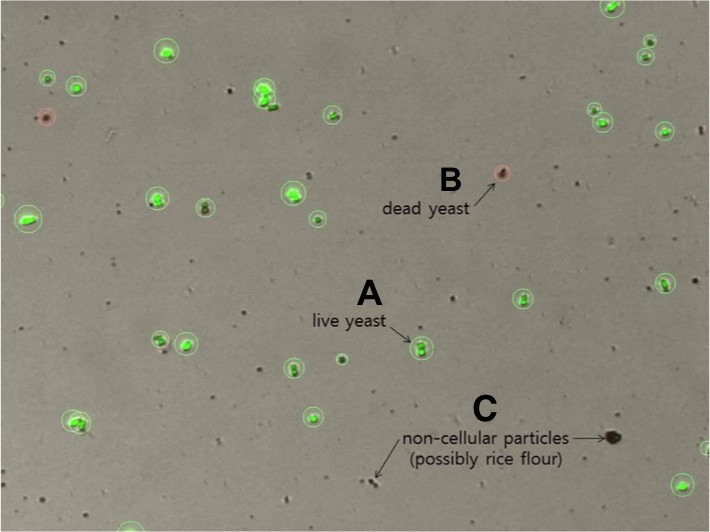 Fast Automated Yeast Cell Counting Algorithm Using Bright Field And
