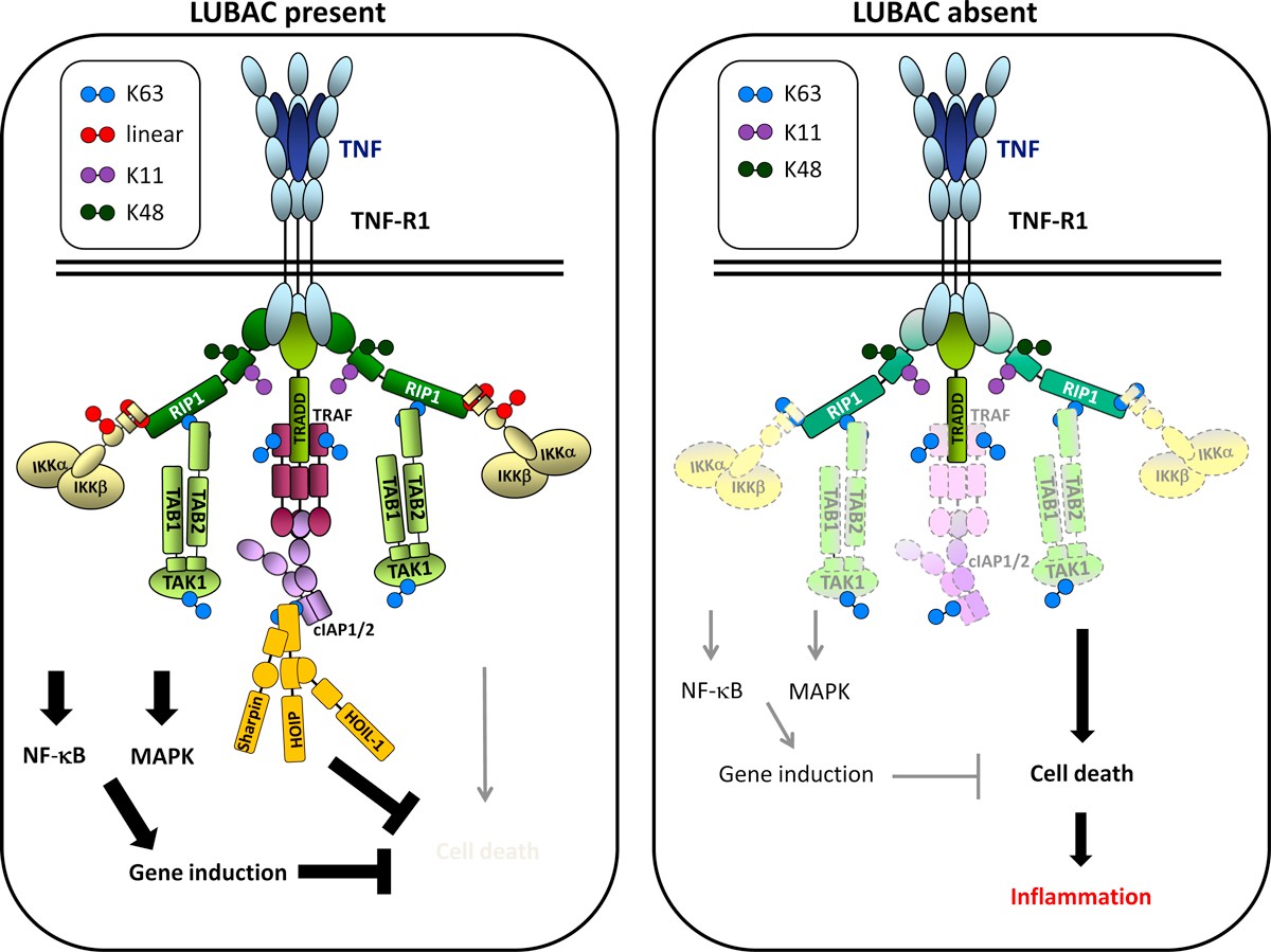 Generation and physiological roles of linear ubiquitin chains | BMC ...