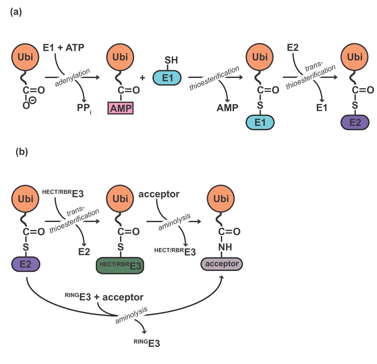 Macromolecular juggling by ubiquitylation enzymes | BMC Biology | Full Text