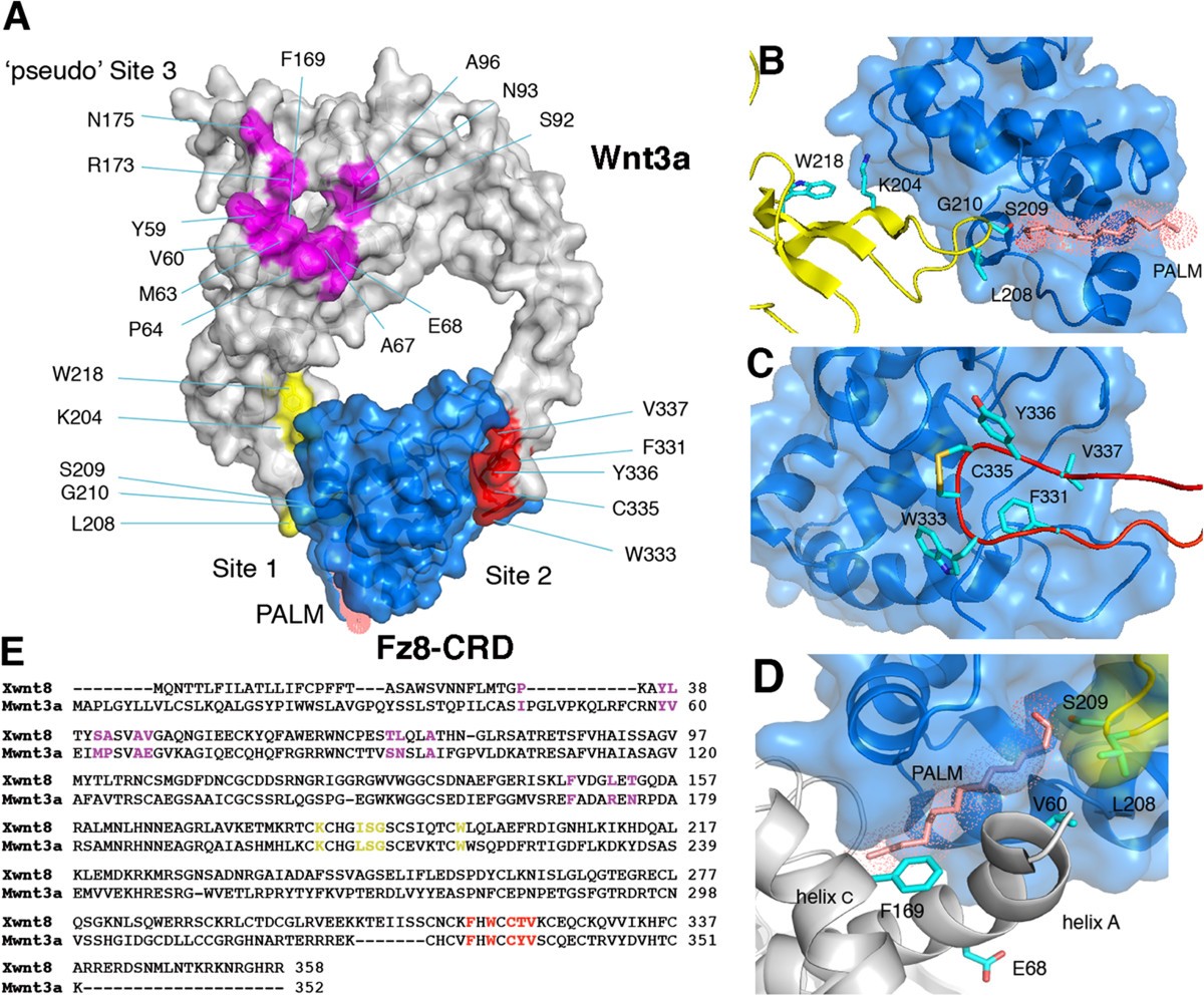 Molecular dissection of Wnt3a-Frizzled8 interaction reveals essential ...