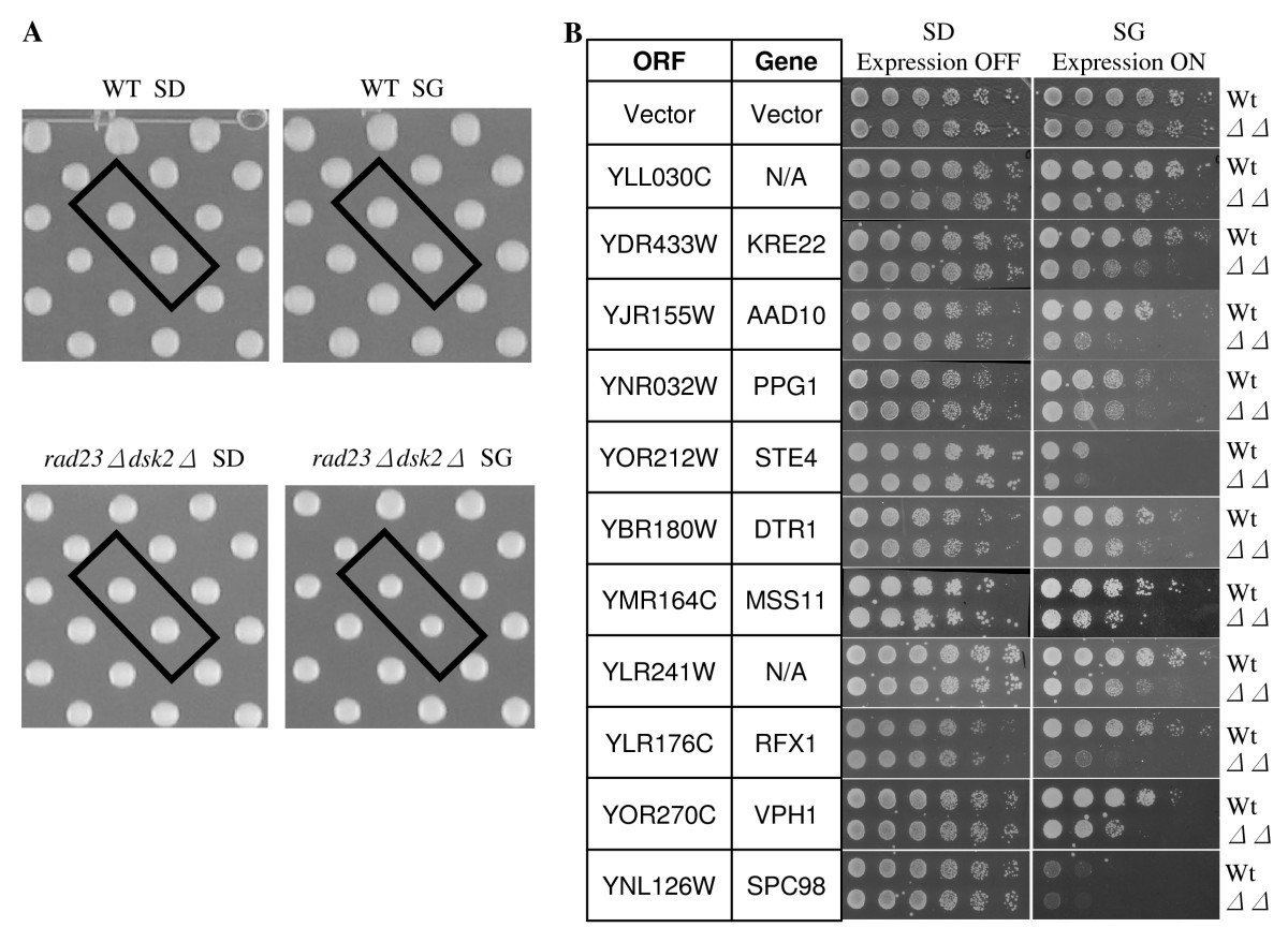 A genome-wide synthetic dosage lethality screen reveals multiple ...