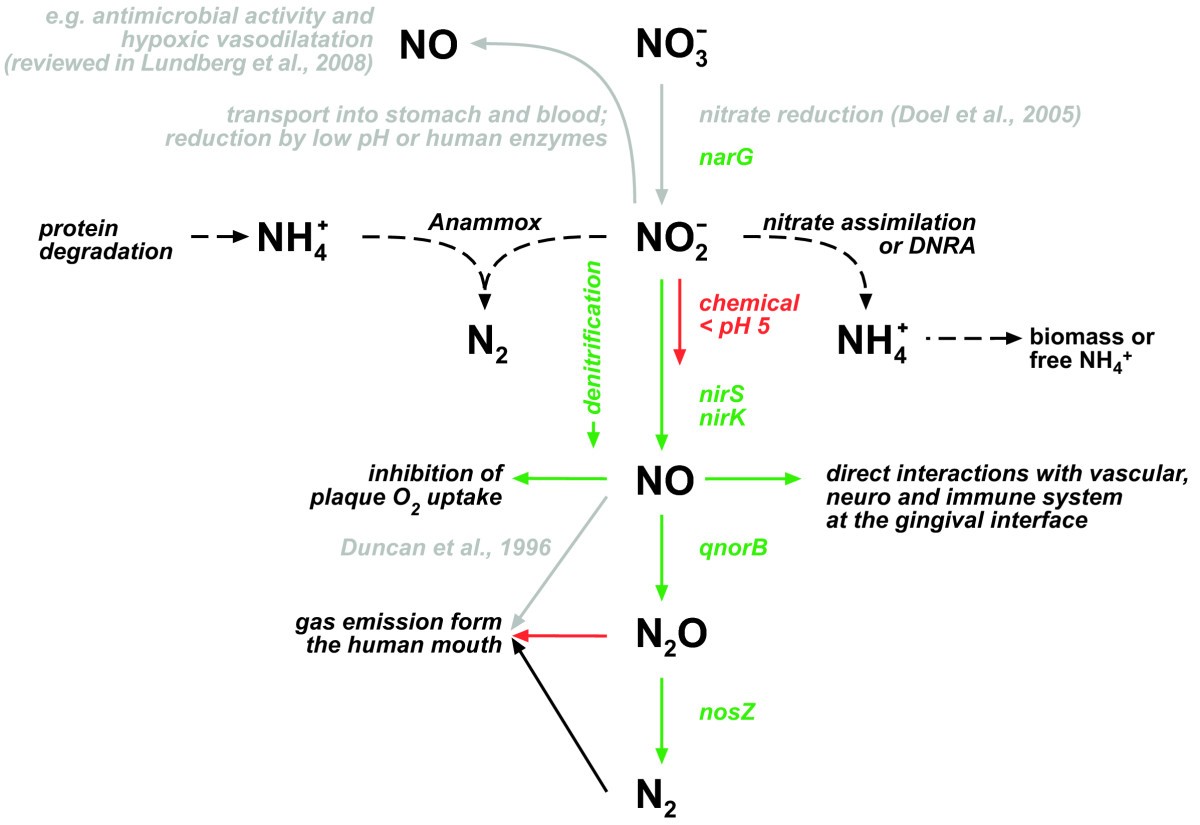 Denitrification in human dental plaque | BMC Biology | Full Text