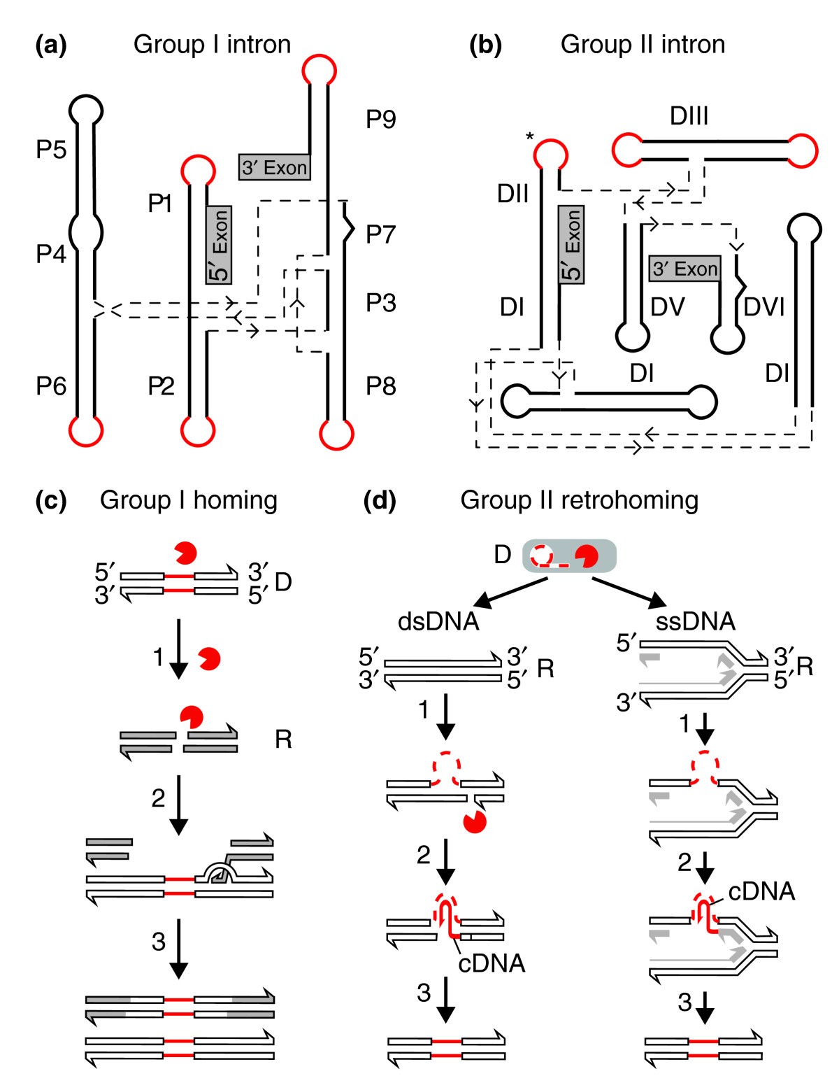 Learning to live together: mutualism between self-splicing introns and ...