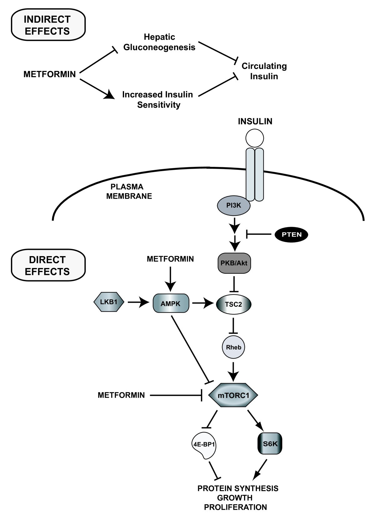 Understanding the benefit of metformin use in cancer treatment | BMC ...