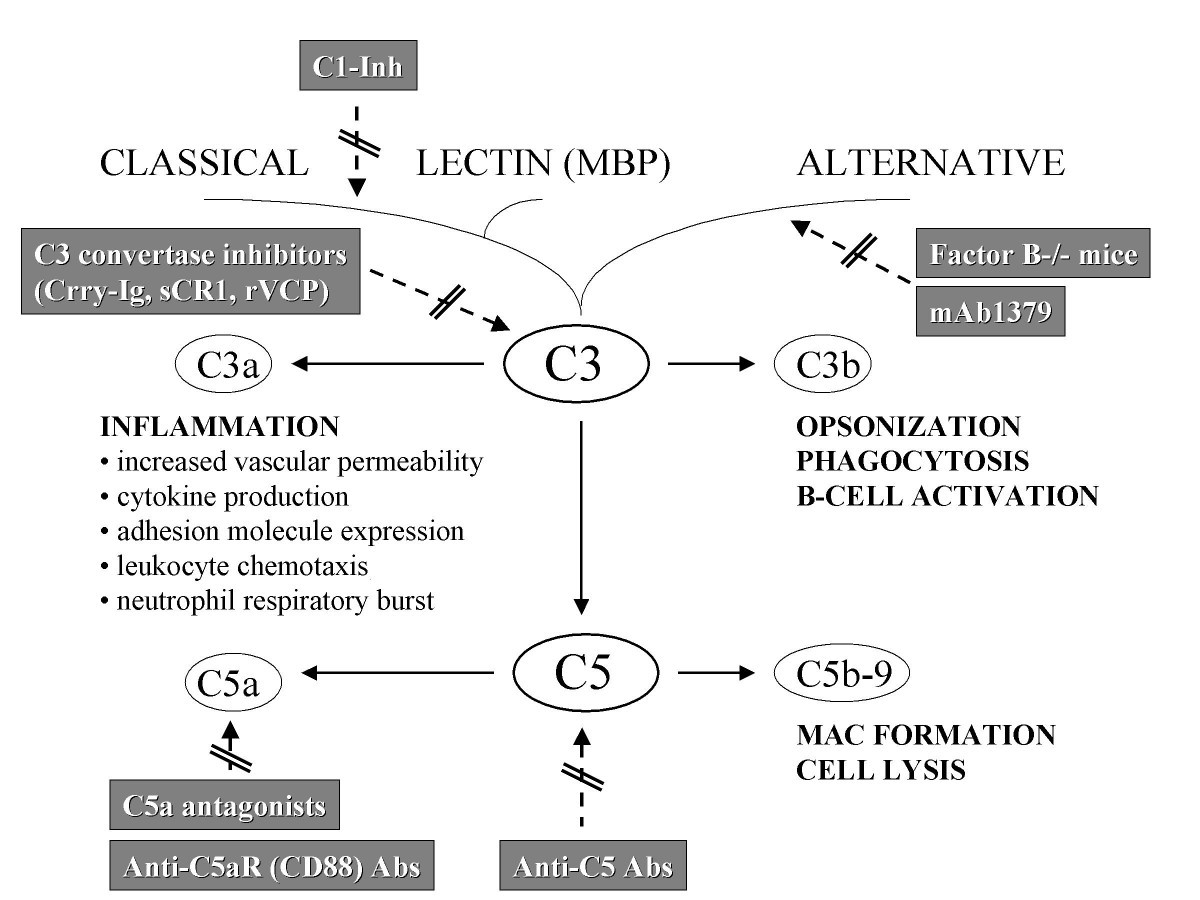 Inhibition of the alternative complement activation pathway in ...