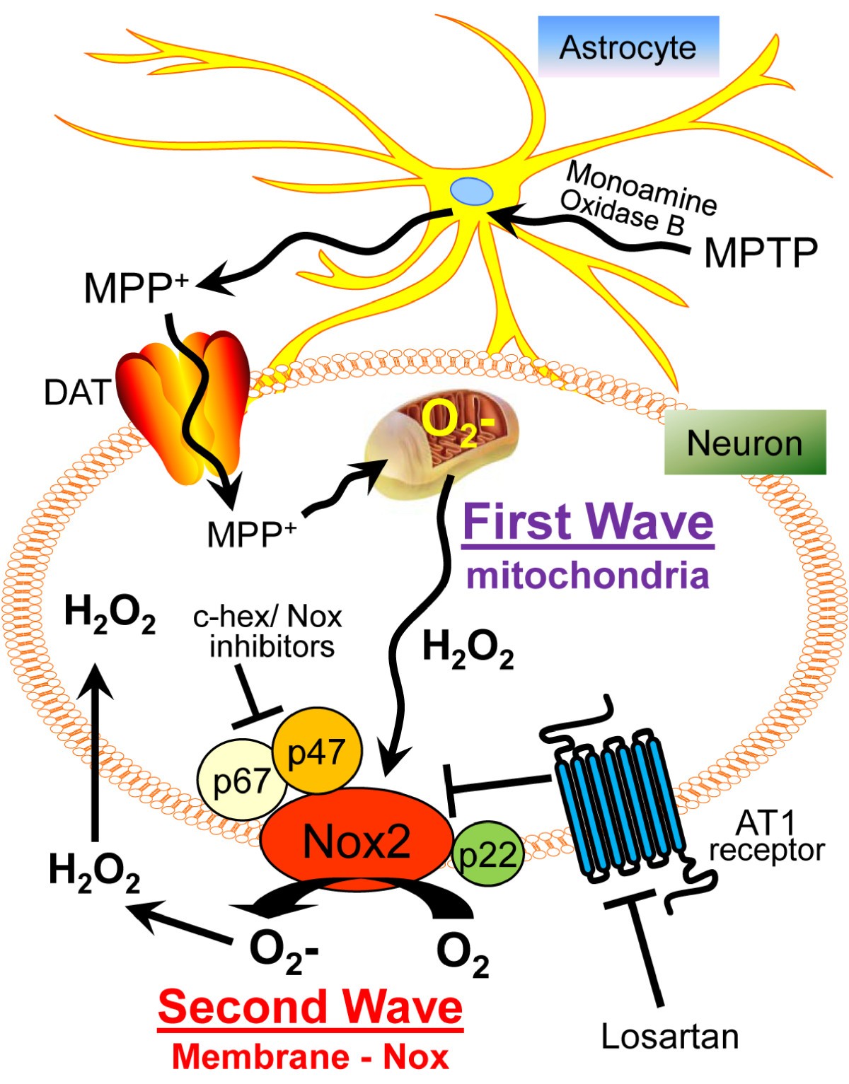 Generation of reactive oxygen species in 1-methyl-4-phenylpyridinium ...