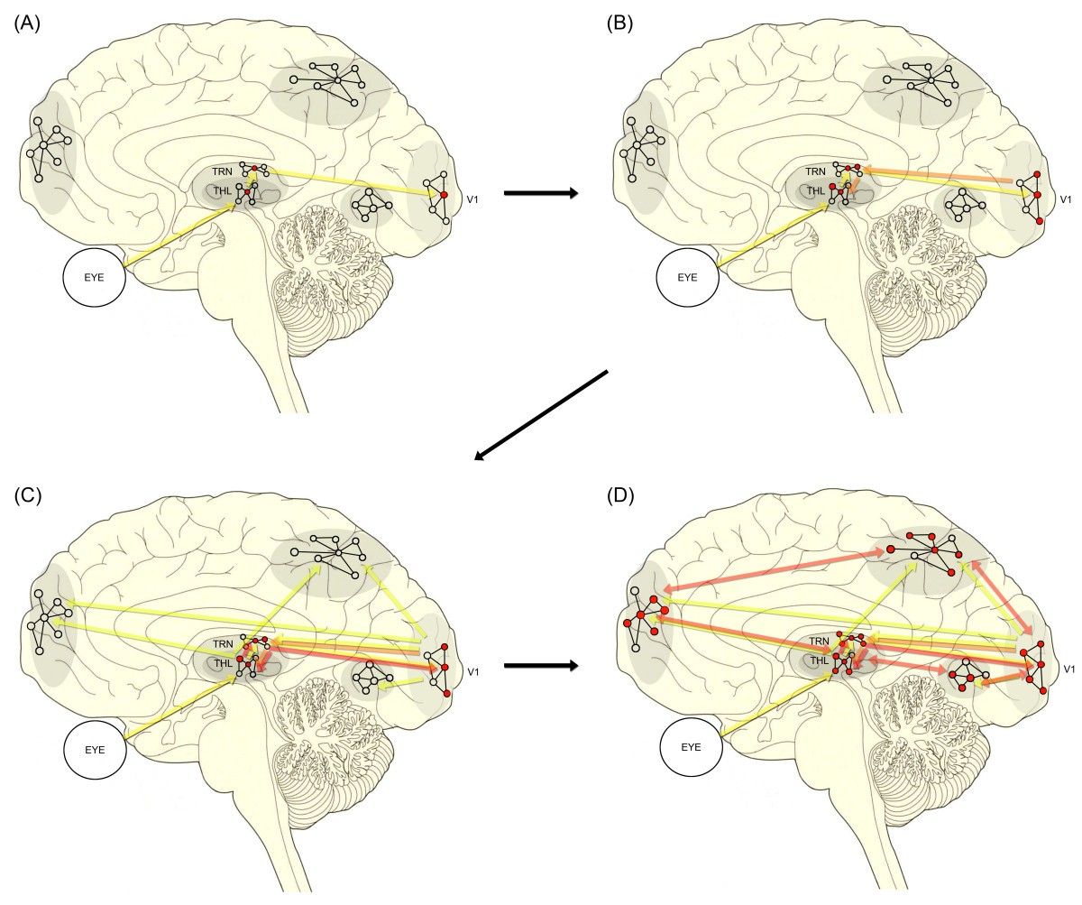 A thalamic reticular networking model of consciousness | Theoretical ...