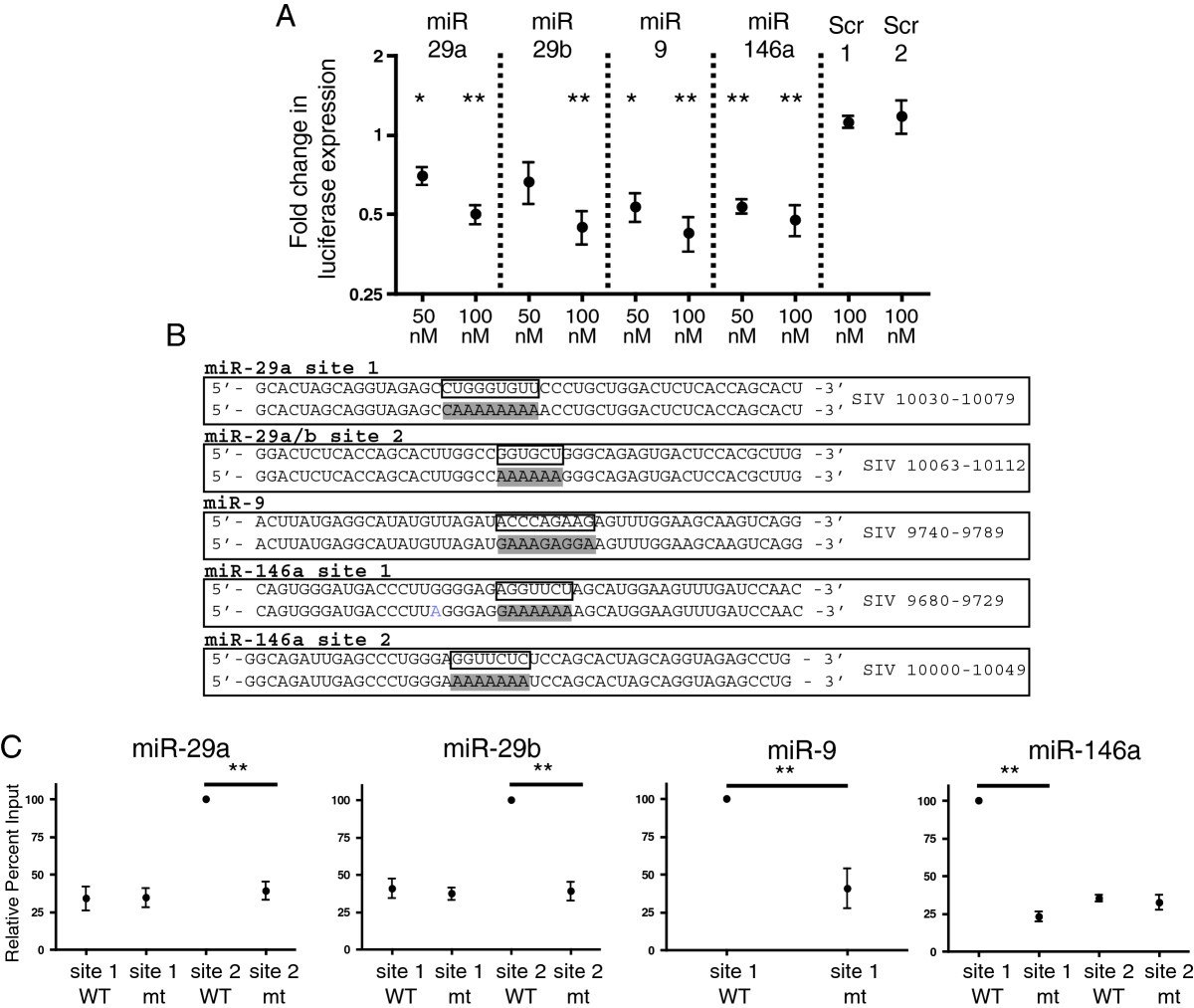 SIV replication is directly downregulated by four antiviral miRNAs ...