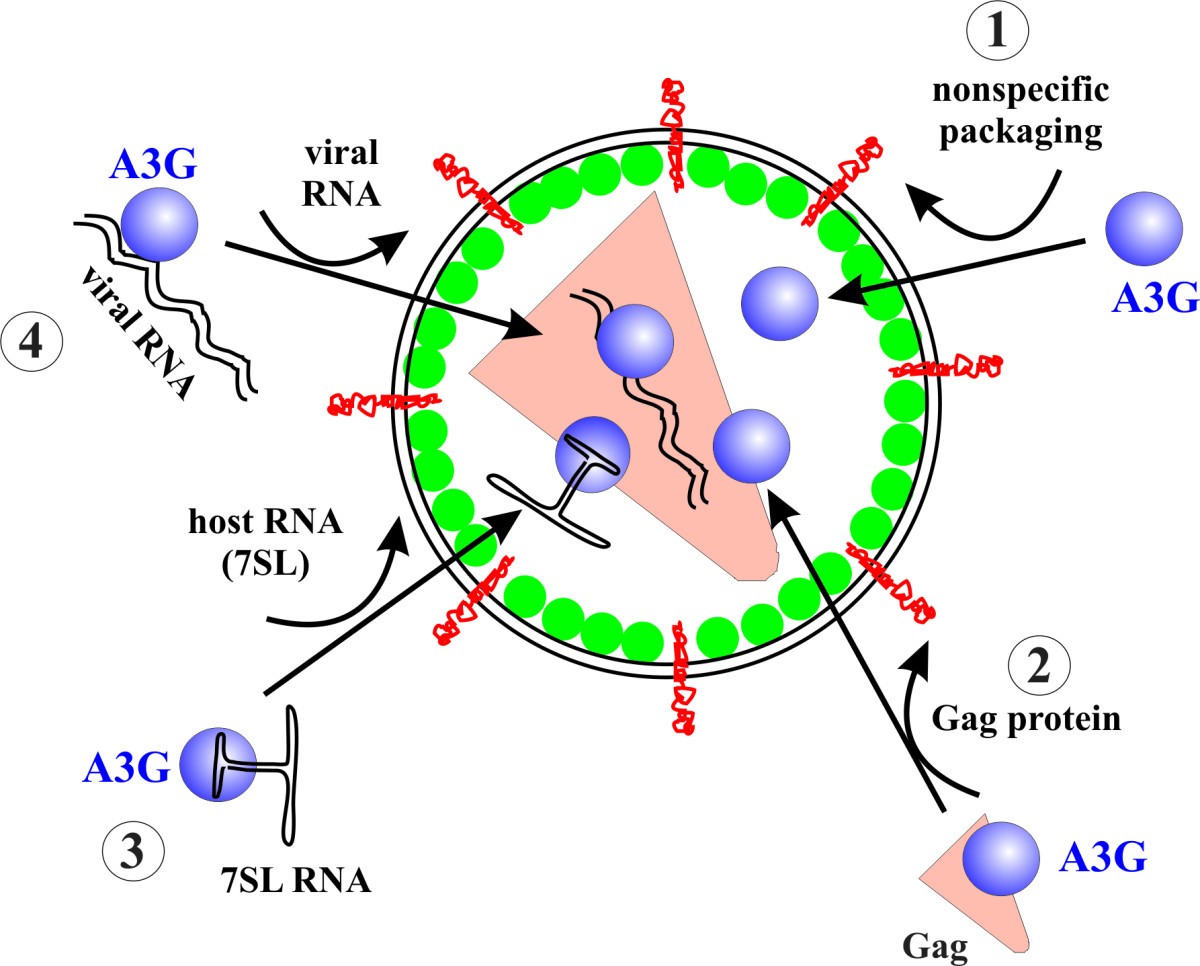 APOBEC3G encapsidation into HIV-1 virions: which RNA is it ...