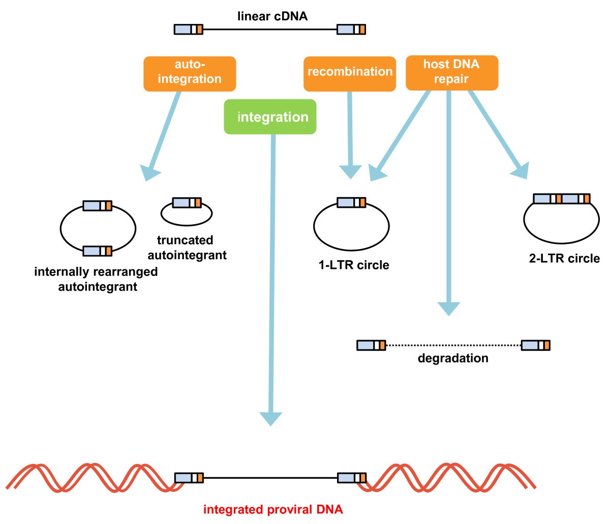 The role of unintegrated DNA in HIV infection | Retrovirology | Full Text