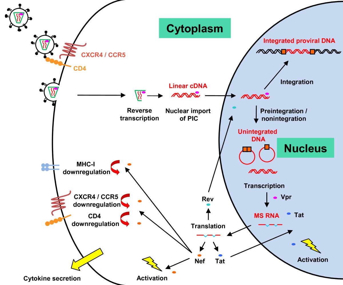 The role of unintegrated DNA in HIV infection | Retrovirology | Full Text