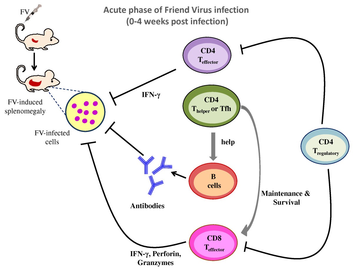 Distinct Roles Of Cd4 T Cell Subpopulations In Retroviral Immunity