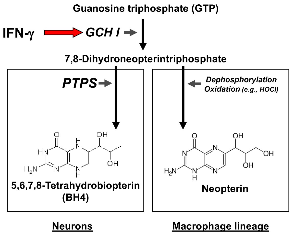 Cerebrospinal fluid neopterin: an informative biomarker of central ...
