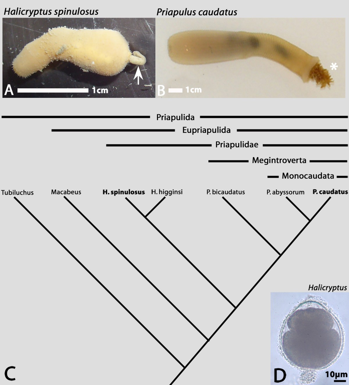 The hatching larva of the priapulid worm Halicryptus spinulosus ...