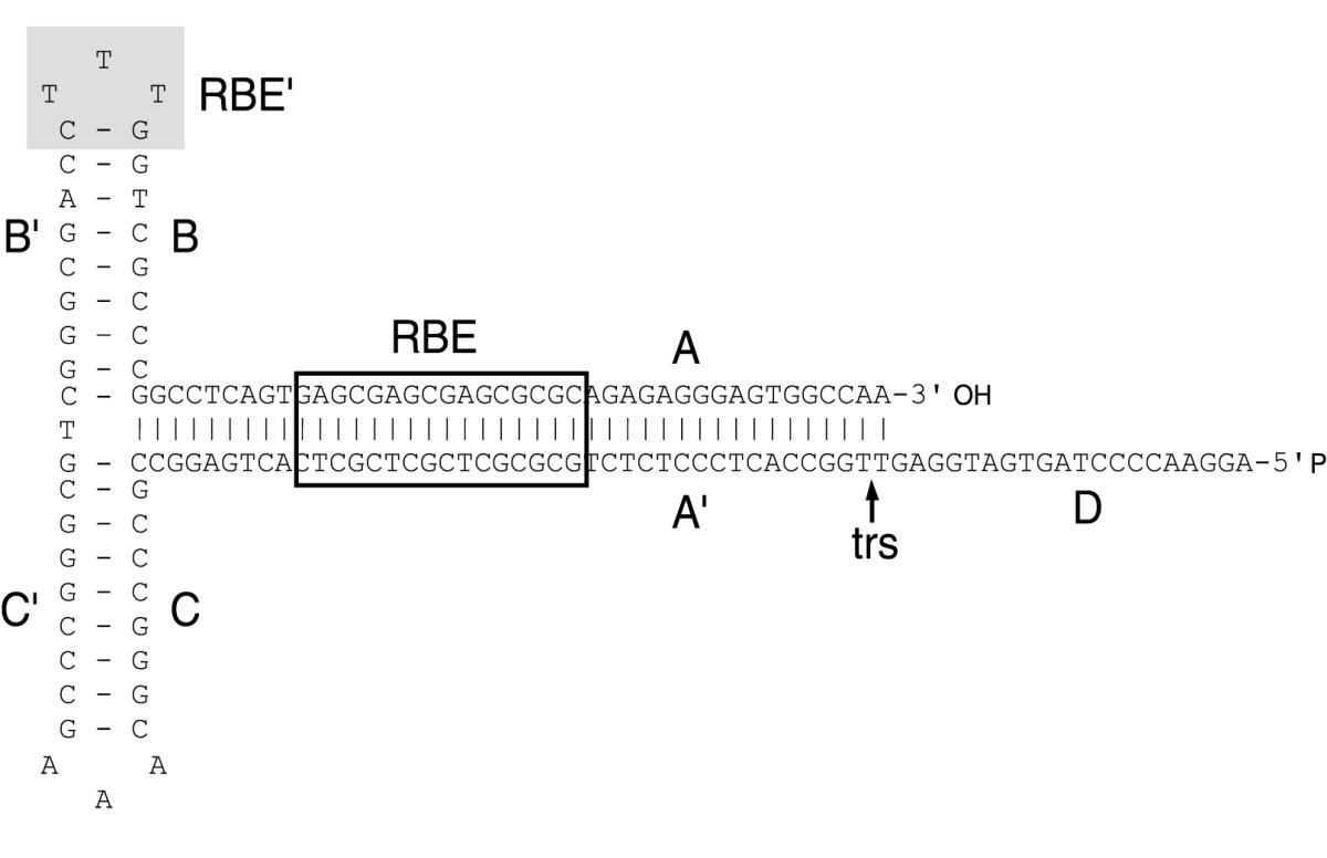 Adeno-associated virus: from defective virus to effective vector | Virology Journal | Full Text