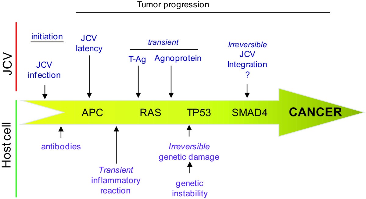 JC virus in the pathogenesis of colorectal cancer, an etiological agent ...