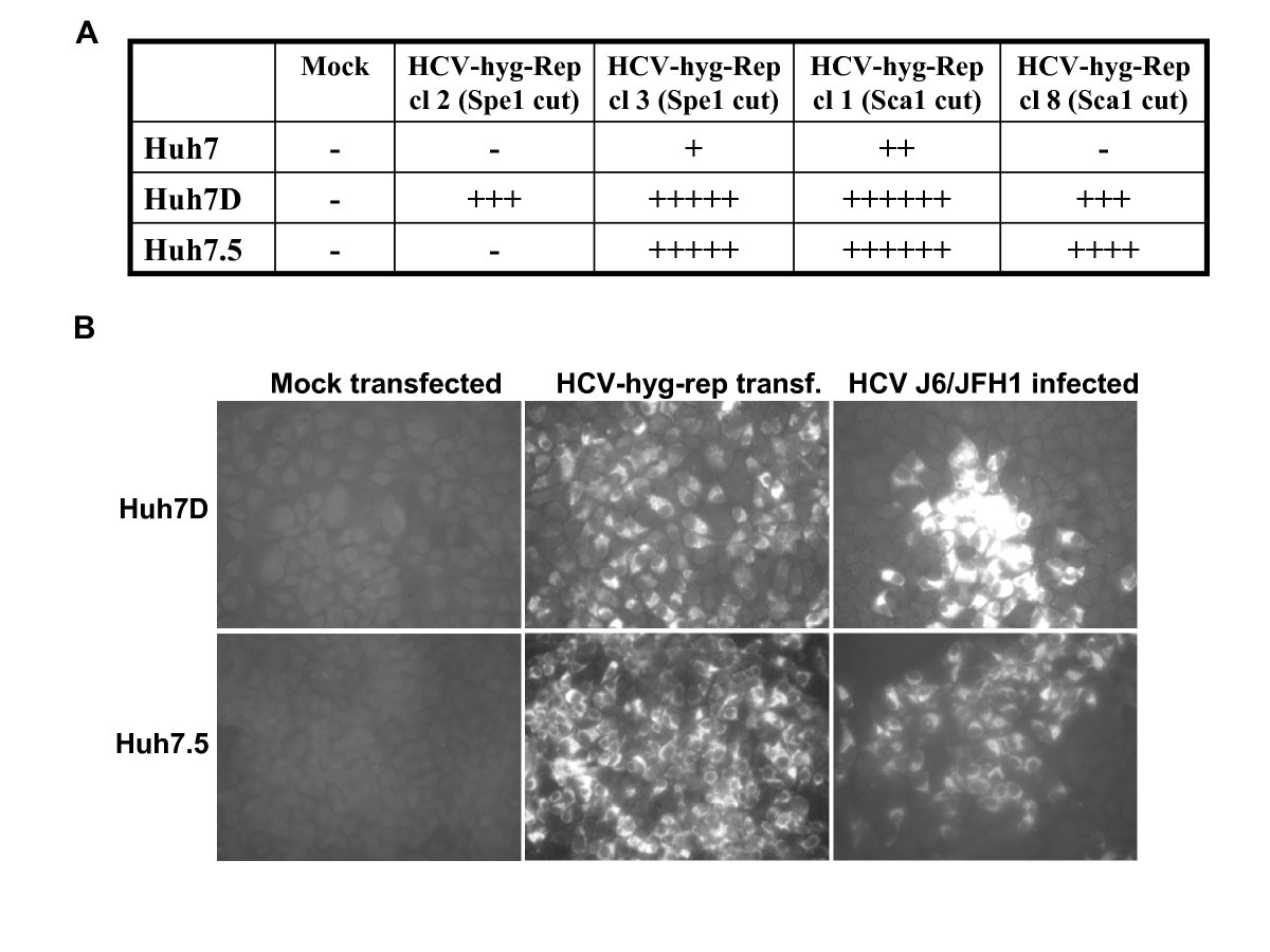 Increased susceptibility of Huh7 cells to HCV replication does not require mutations in RIG-I ...