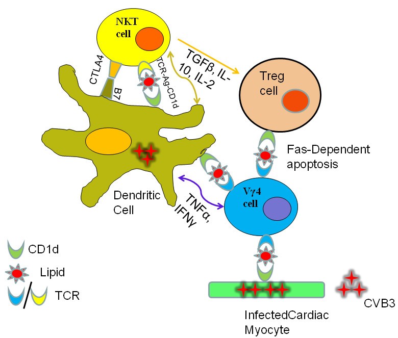 Cross-talk between cd1d-restricted nkt cells and γδ cells in t regulatory cell response ...