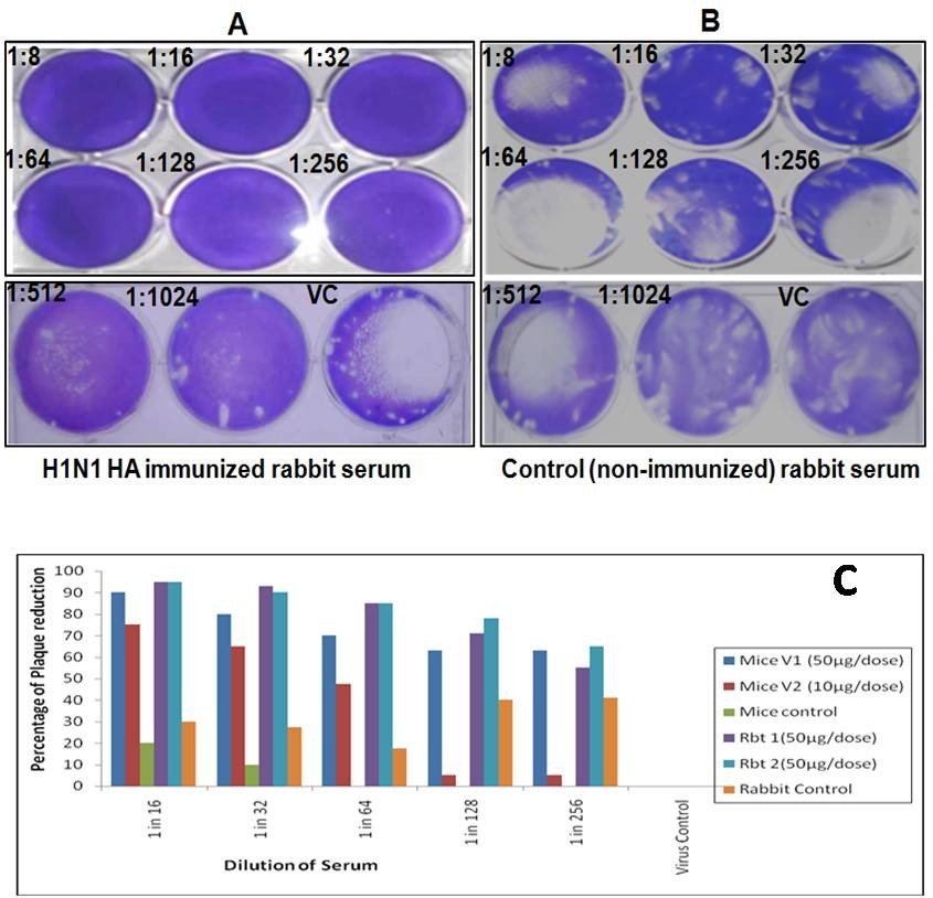 Yeast expressed recombinant Hemagglutinin protein of Novel H1N1 elicits ...