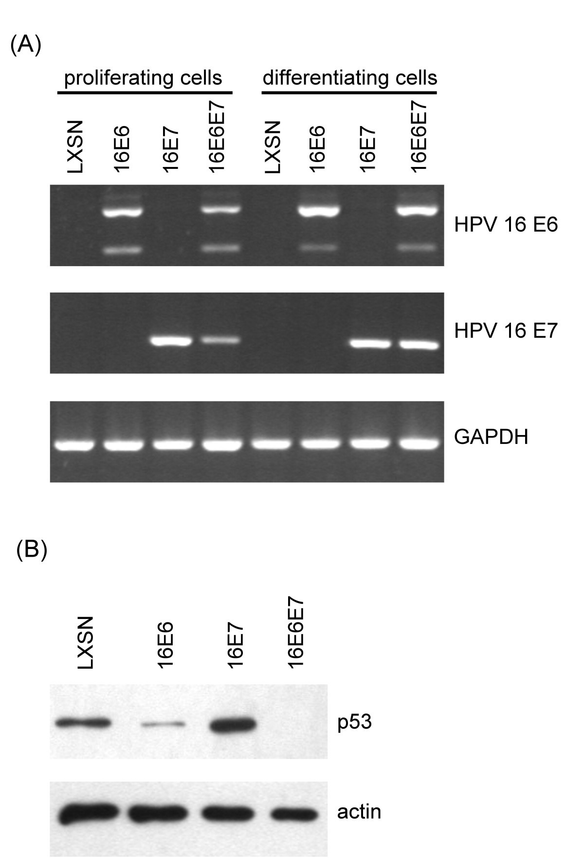 Effects Of Human Papillomavirus Hpv Type 16 Oncoproteins On The