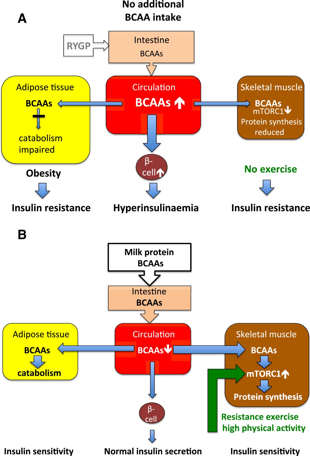 Metabolic effects of milk protein intake strongly depend on pre-existing metabolic and exercise ...