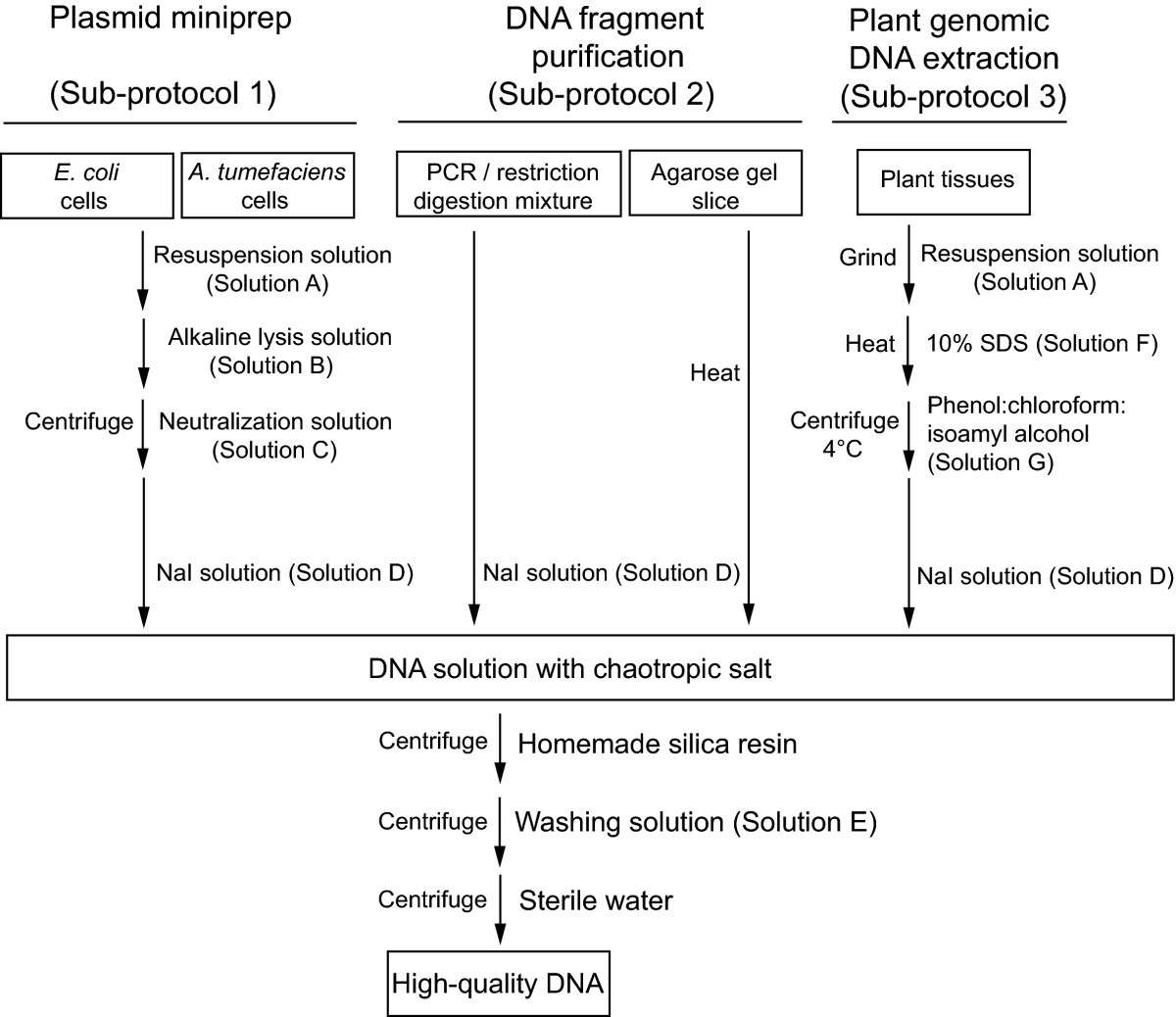 Protocol: a rapid and economical procedure for purification of plasmid ...