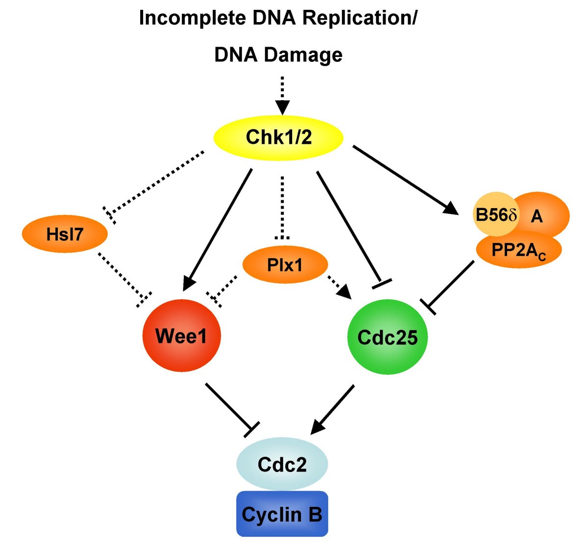 Cdc25 and Wee1: analogous opposites? | Cell Division | Full Text