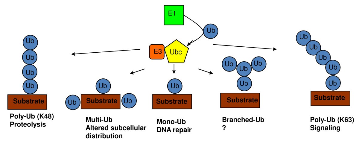 Ubiquitination Mechanism