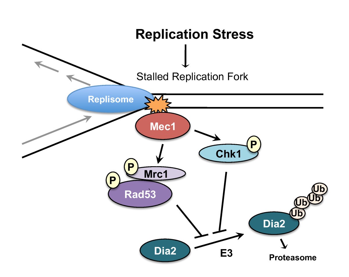 The replication stress response and the ubiquitin system: a new link in ...