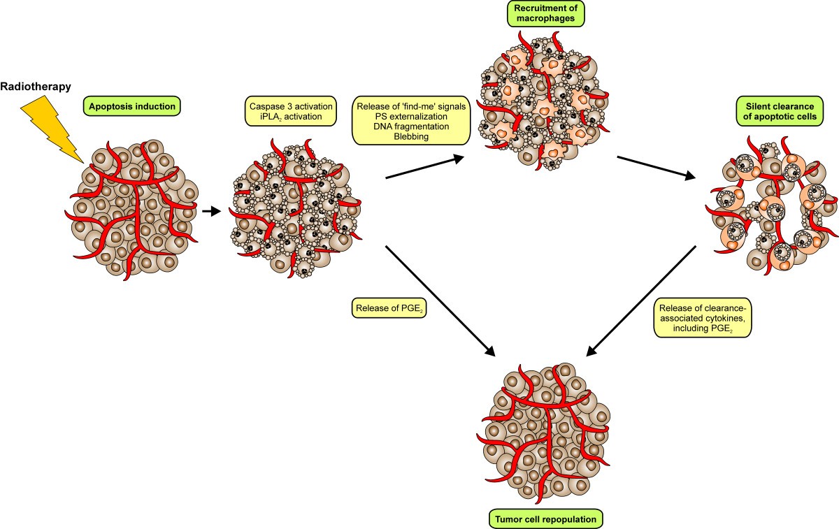 Apoptosis induction and tumor cell repopulation: The yin and yang of ...