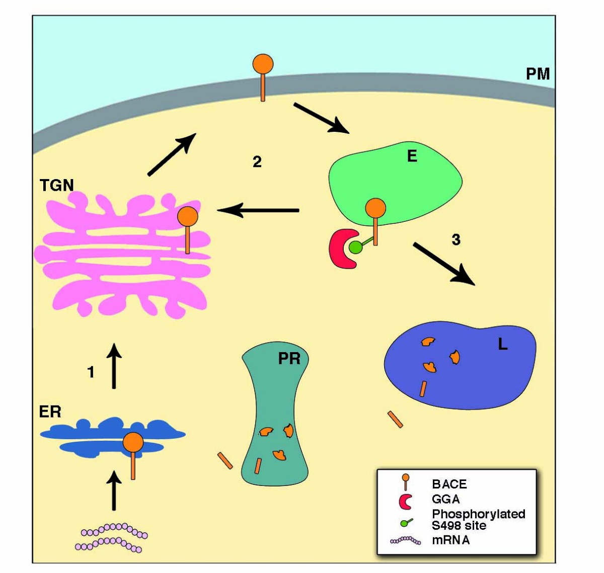 The Alzheimer's disease β-secretase enzyme, BACE1 | Molecular ...