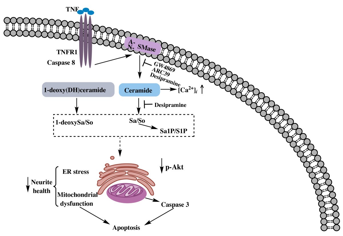 Ceramide sphingolipid signaling mediates Tumor Necrosis Factor (TNF ...