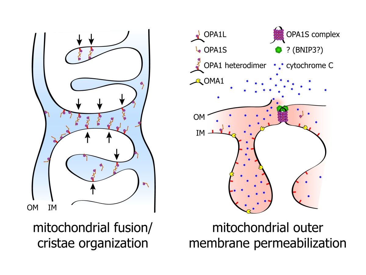 Dominant optic atrophy, OPA1, and mitochondrial quality control ...