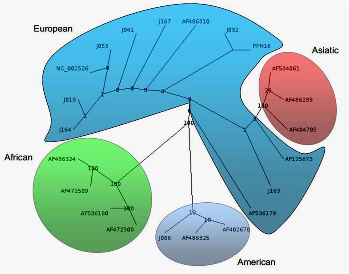 Prevalence of human papillomavirus infection and phylogenetic analysis ...