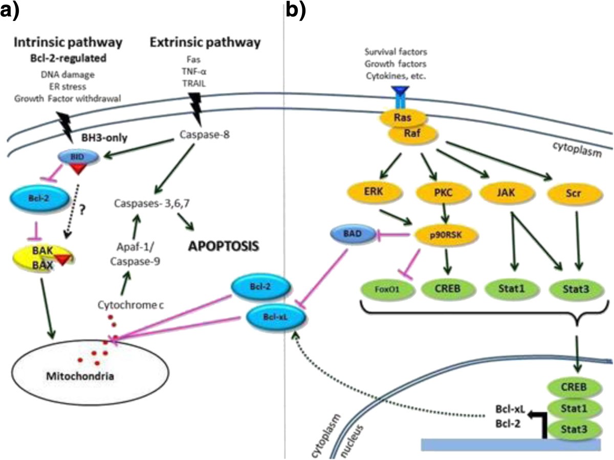 Disruption of Bcl-2 and Bcl-xL by viral proteins as a possible cause of ...