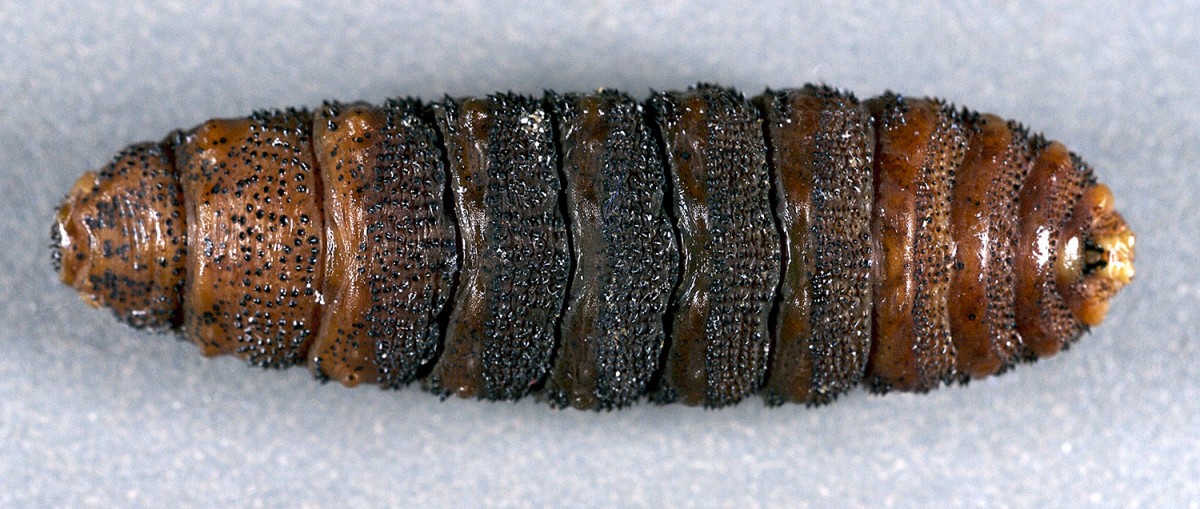 The moose throat bot fly Cephenemyia ulrichii larvae (Diptera ...