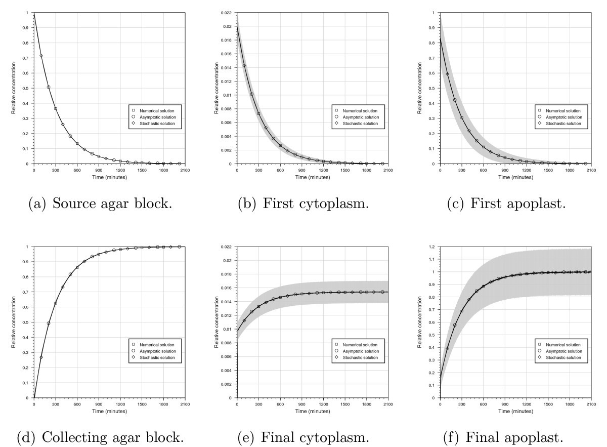 Stochastic and deterministic multiscale models for systems biology: an auxin-transport case ...