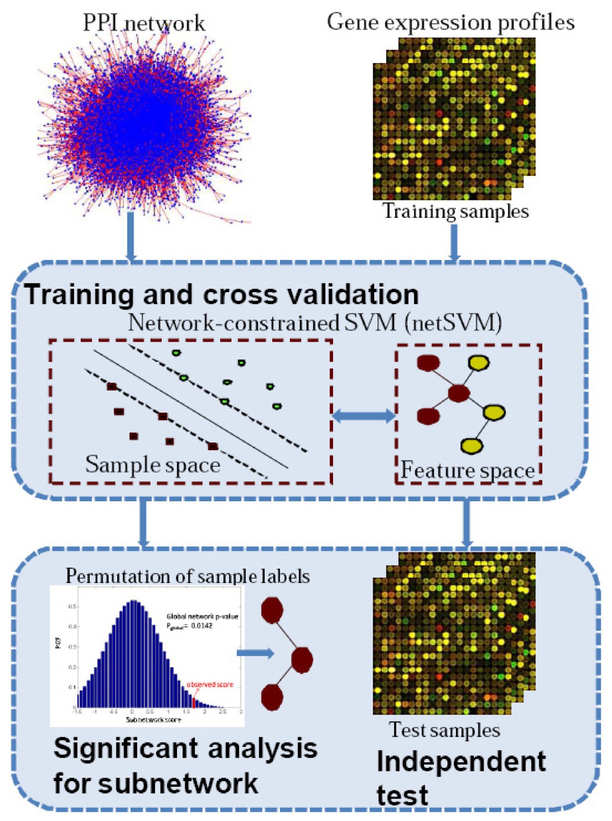 Identifying Cancer Biomarkers By Network Constrained Support Vector