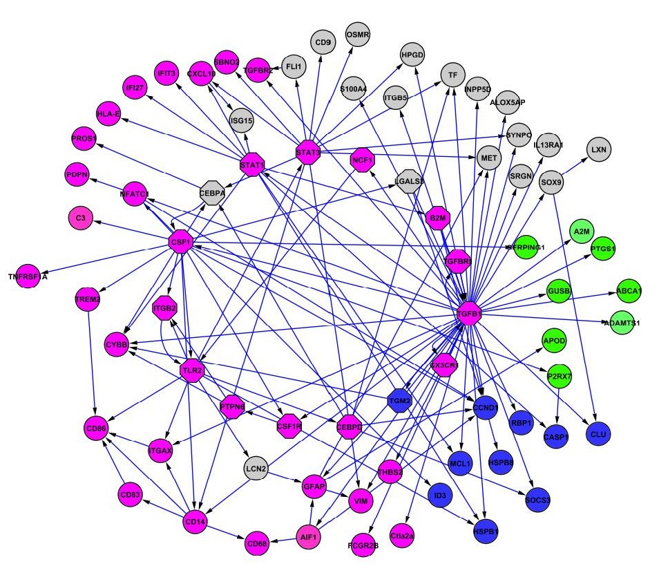 Gene regulatory network analysis supports inflammation as a key ...