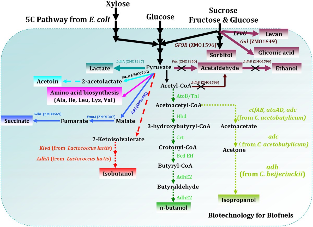 Zymomonas mobilis: a novel platform for future biorefineries ...