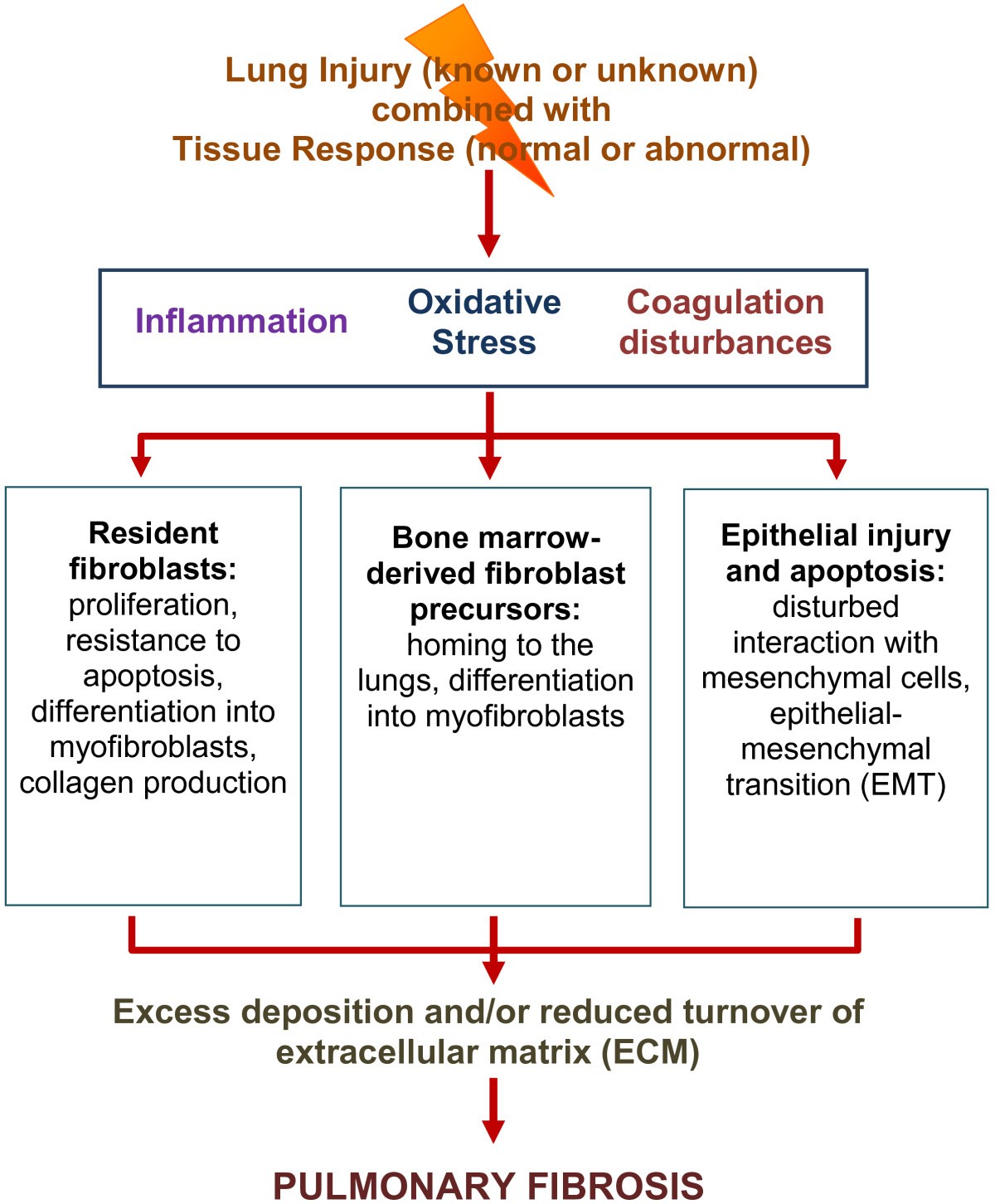 Molecular and cellular mechanisms of pulmonary fibrosis | Fibrogenesis ...